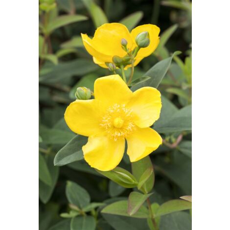 Hypericum 'Hidcote' C 2 30- 40