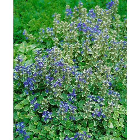 Ajuga reptans 'Variegata' P 0,5