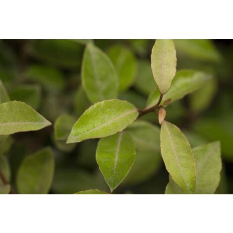 Elaeagnus ebbingei C 5 60-80