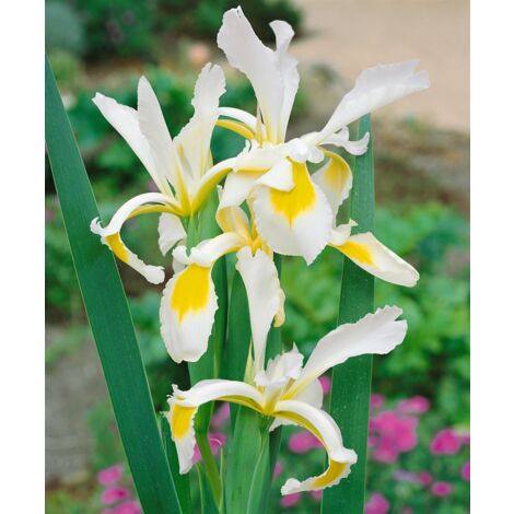 Iris spuria P 0,5
