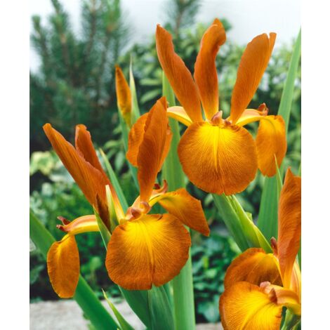 Iris spuria P 0,5