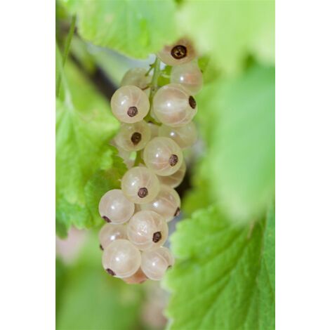 Ribes rubrum 'Blanka' C 3,5 L Sth. 80