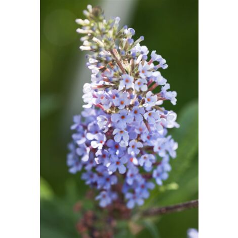 Buddleja davidii 'Sky Blue' C 3 40-60