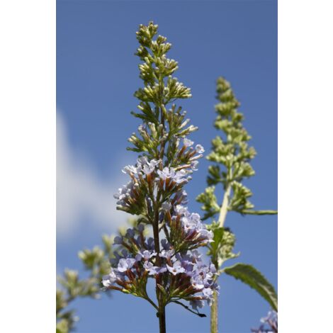 Buddleja davidii 'Sky Blue' C 3 40-60
