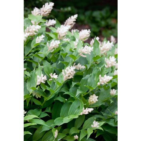 Smilacina racemosa P 0,5