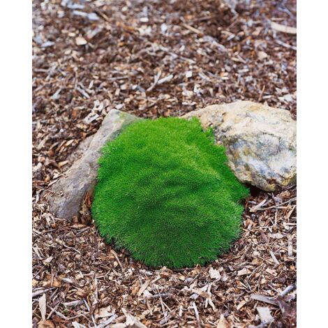 Scleranthus uniflorus P 0,5