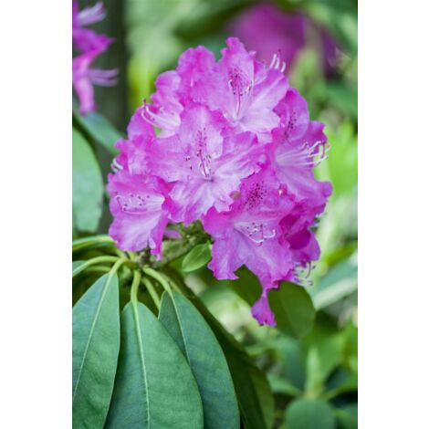 Rhododendron carolin.'P.J.Mezitt' C2 20- 25