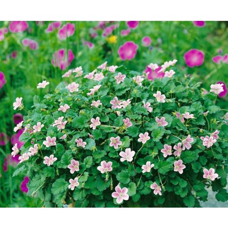 Erodium x variabile 'Roseum' P 0,5