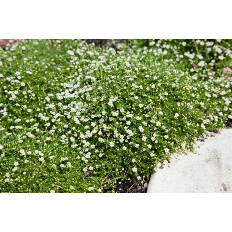 Sagina subulata P 0,5