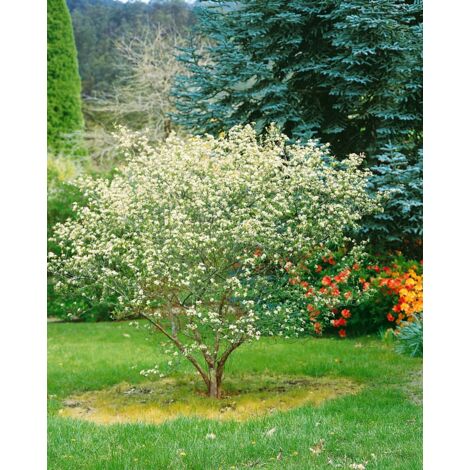 Aronia arbutifolia C 3 60-100