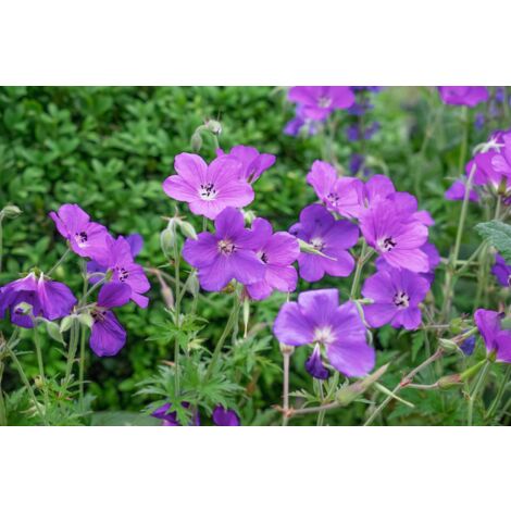 Geranium clarkei 'Kashmir Purple' P 0,5