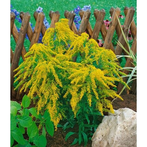 Solidaster (x) luteus P 0,5