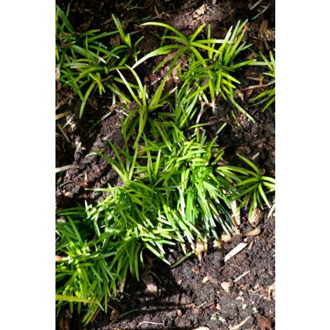 Ophiopogon japonicus P 0,5