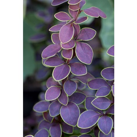 Berberis thunbergii 'Golden Ring' C 3 40-60