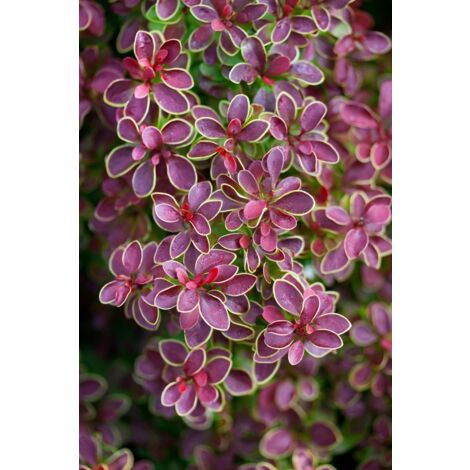 Berberis thunbergii 'Golden Ring' C 3 40-60