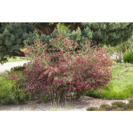 Cytisus scoparius 'Windlesham Ruby' C 3 60-