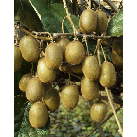 Actinidia chinensis 'Jenny' Sol C 7,5 150-200