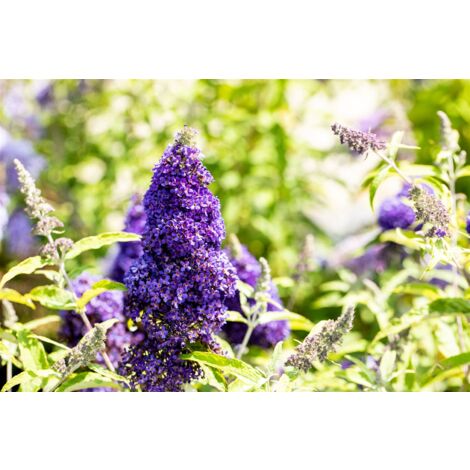 Buddleja davidii 'Adonis Blue' C 3 40-60