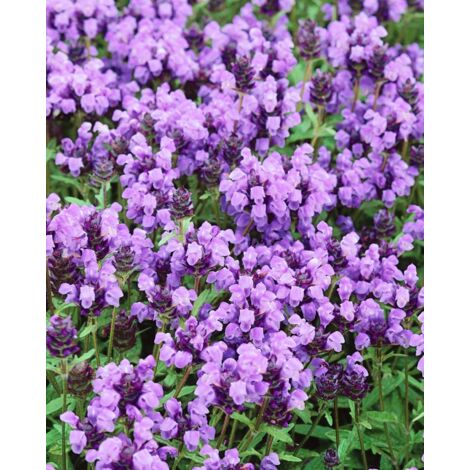 Prunella grandiflora P 0,5