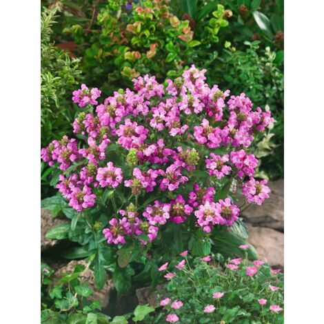 Prunella grandiflora 'Rubra' P 0,5