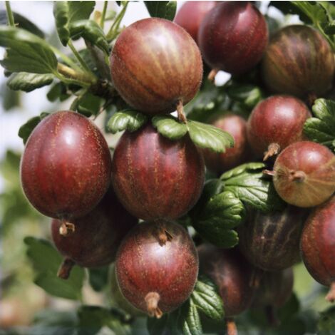 Ribes uva-crispa Captivator' 2 L Eck 30-40