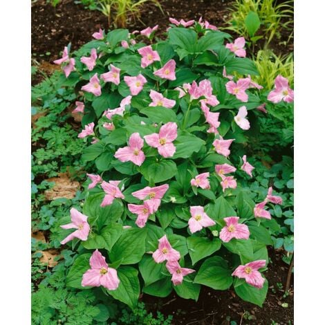 Trillium erectum P 0,5