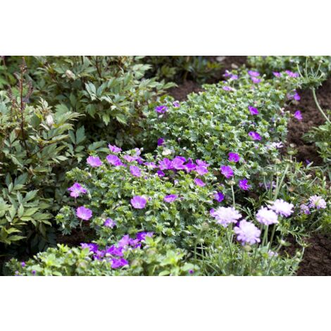 Geranium sanguineum 'Max Frei' Geranium sanguineum 'Max Frei' P 0,5