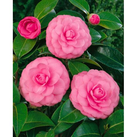 Camellia japonica 'Mrs Tingley hellrosa' C 3 40-60