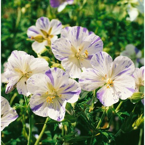 Geranium pratense 'Splish Splash', gen. P 0,5