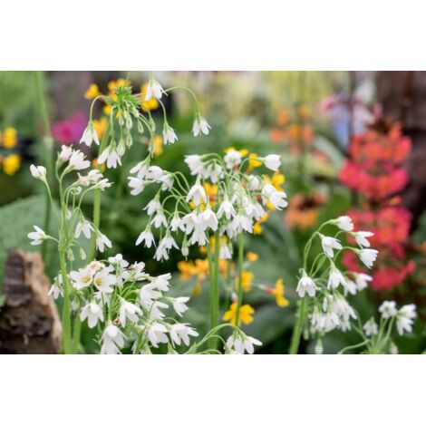Cortusa matthioli 'Alba' P 0,5