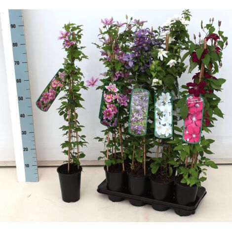 Clematis Hybride 'Ice Blue' 2L 60- 100