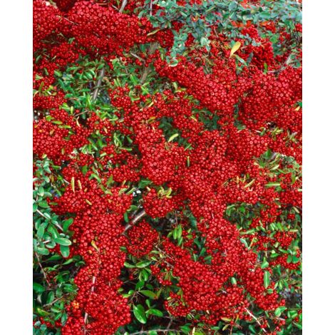 Pyracantha 'Saphyr Rouge' -R- C 7,5 100-