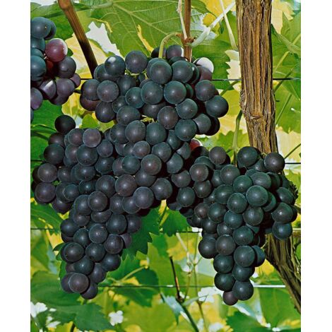 Vitis vinifera 'Kyoho' 3 L 80- 100