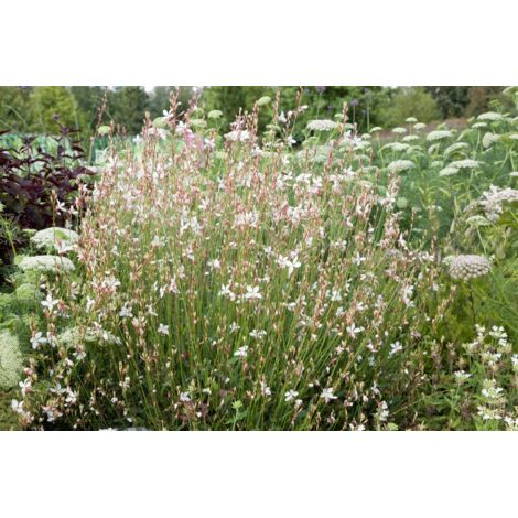 Gaura lindheimeri Gambit White 2L 80-
