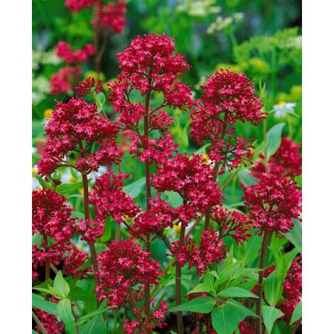 Centranthus ruber 'Coccineus' 2L 40-
