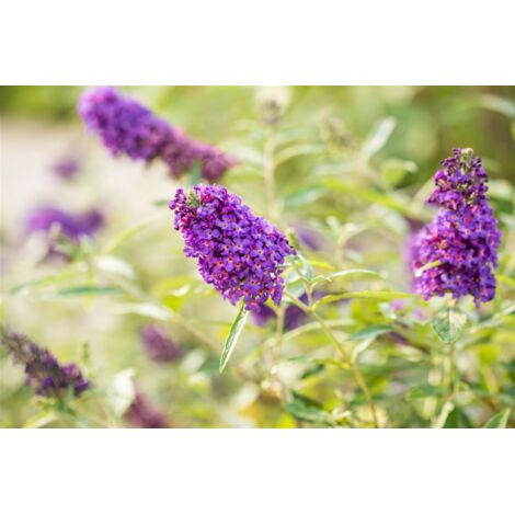 Buddleja Buzz Midnight C 40- 60