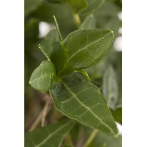 Hedera helix 7,5l 150-200