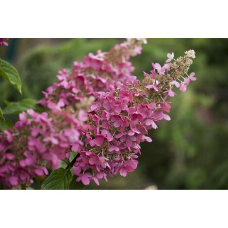 Hydrangea paniculata 'Little Quick Fire' Sol C 15 80-100