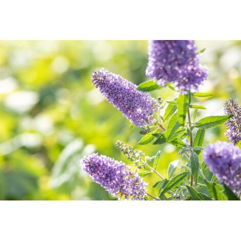 Buddleja 'Buzz Violet' -R- C 3