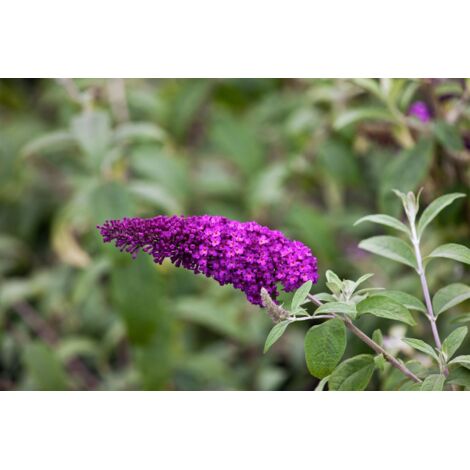 Buddleja davidii 'Miss Ruby' C 7,5 PW