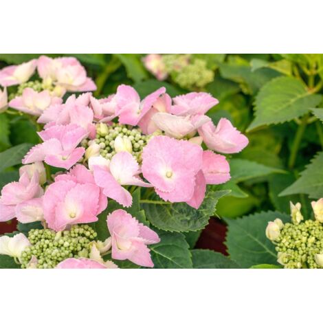 Hydrangea macrophylla 'Frisbee Pink' C 5 30-40