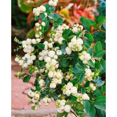 Symphoricarpos doorenbosii 'White Hedge' C 3 40-60