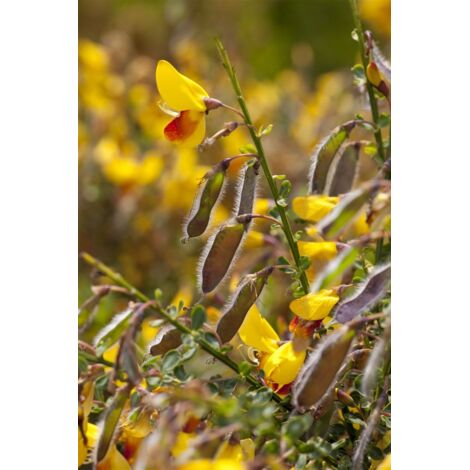 Cytisus scoparius 'Jessica' C 15 -80