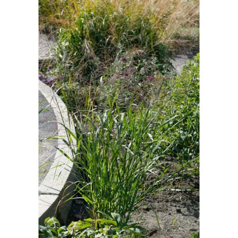 Panicum virgatum 'Thundercloud' C 7,5