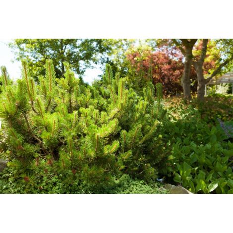 Pinus mugo mughus Pinus mugo mughus C3 25-30
