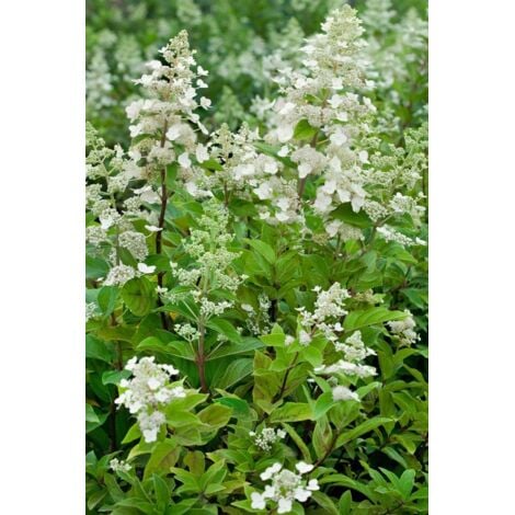 Hydrangea paniculata 'Unique' Sol C 40 125-150