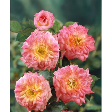 Rosa 'Mandarin' 4,5 Liter Container