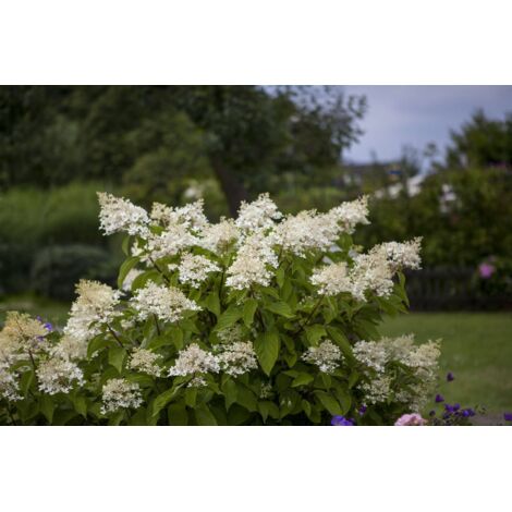 Hydrangea paniculata 'Unique' Sol C 15 80-100