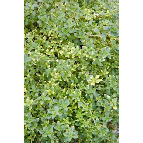 Thymus citriodorus Doone Valley C2 10 cm