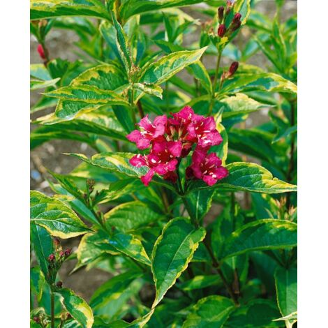 Weigela florida 'Brigela' -R- C 15 100-1125
